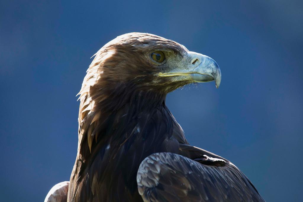 «SRF DOK»: Der Steinadler – König der Lüfte - Medienportal - SRF